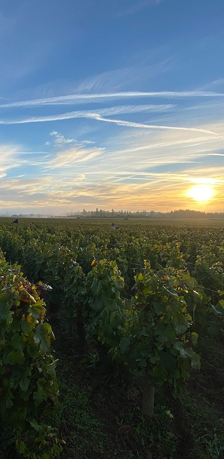 Domaine de la Vougeraie